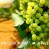 Иконка канала ВИНОГРАД ВОРОНЕЖА