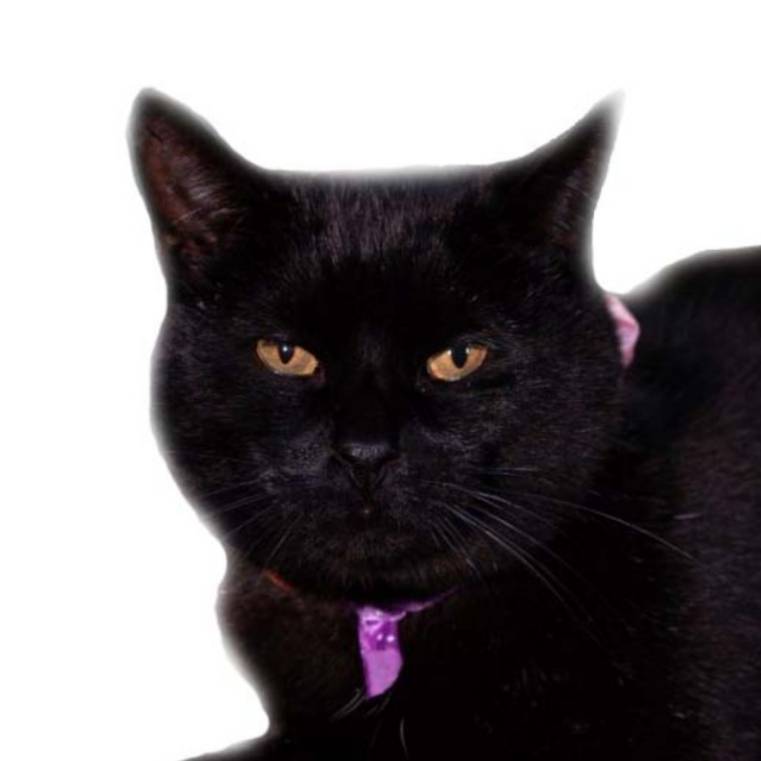 Иконка канала Черные коты