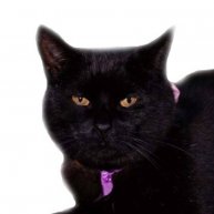 Иконка канала Черные коты