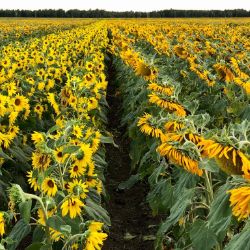 Иконка канала AMT Семена