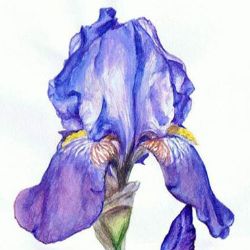 Иконка канала Ансамбль классического танца "Ирисы"