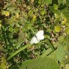 Иконка канала 🌿🦋Моя жизнь🦋🌿
