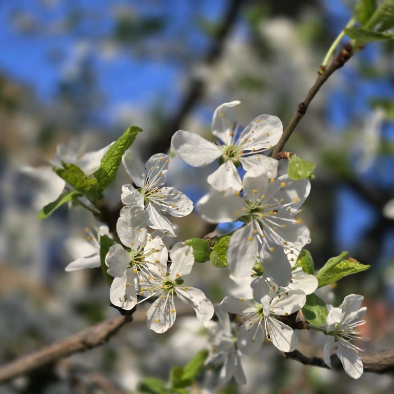 Иконка канала Мария