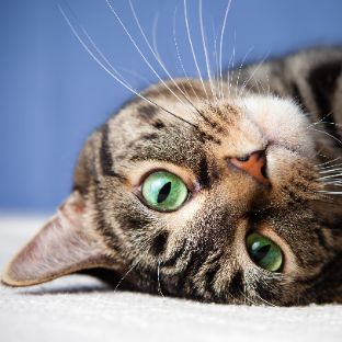 Иконка канала cat Andrey