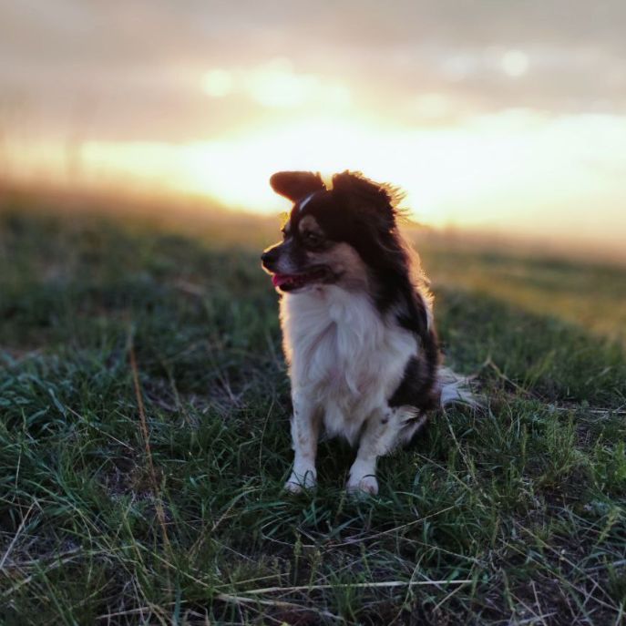 Иконка канала Дневник хвостатых друзей