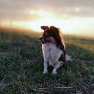 Иконка канала Дневник хвостатых друзей