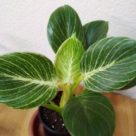 Иконка канала Flowersaroundus