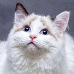 Иконка канала channel42675923  kotowassiya4