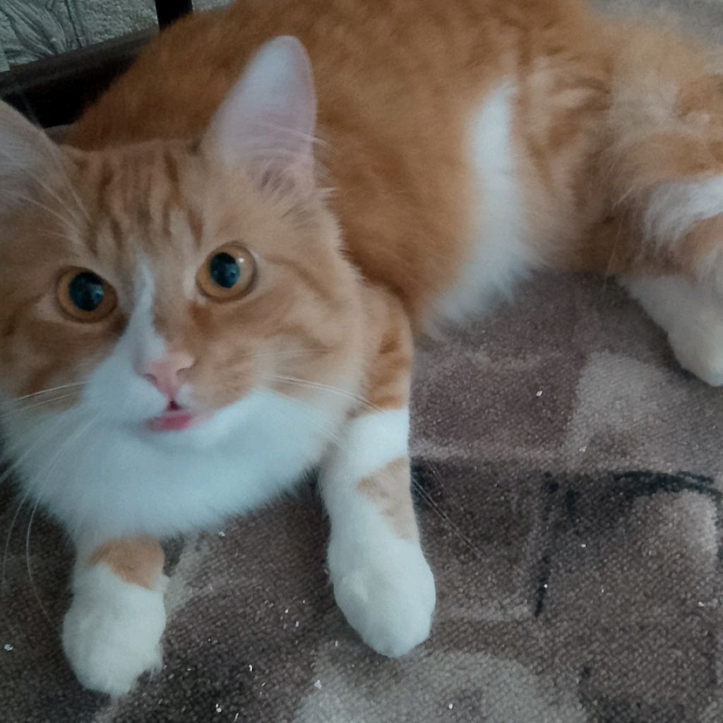 Иконка канала Локи мур