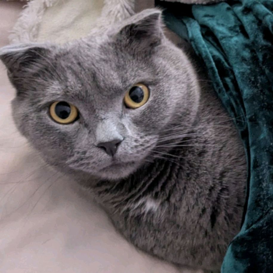 Иконка канала Кот по имени Паштет вместе с Кузей