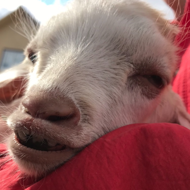 Иконка канала Хорошо в деревне летом