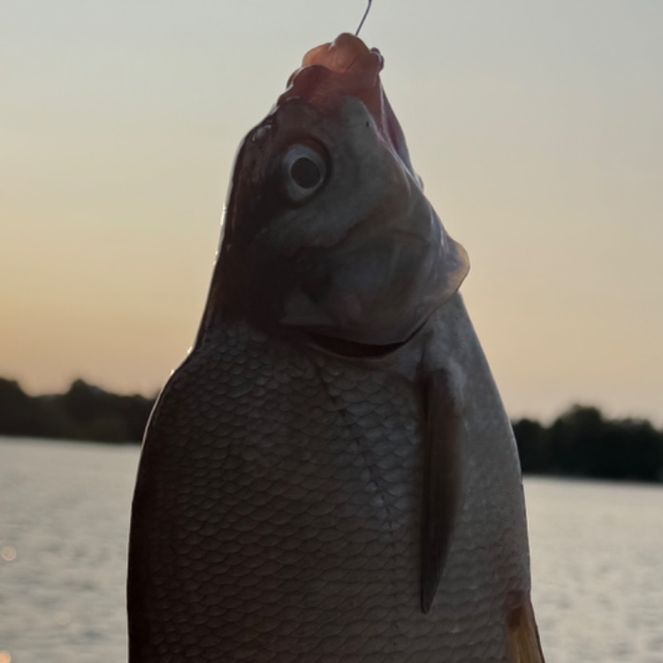 Иконка канала 🌟Shokh 🌟