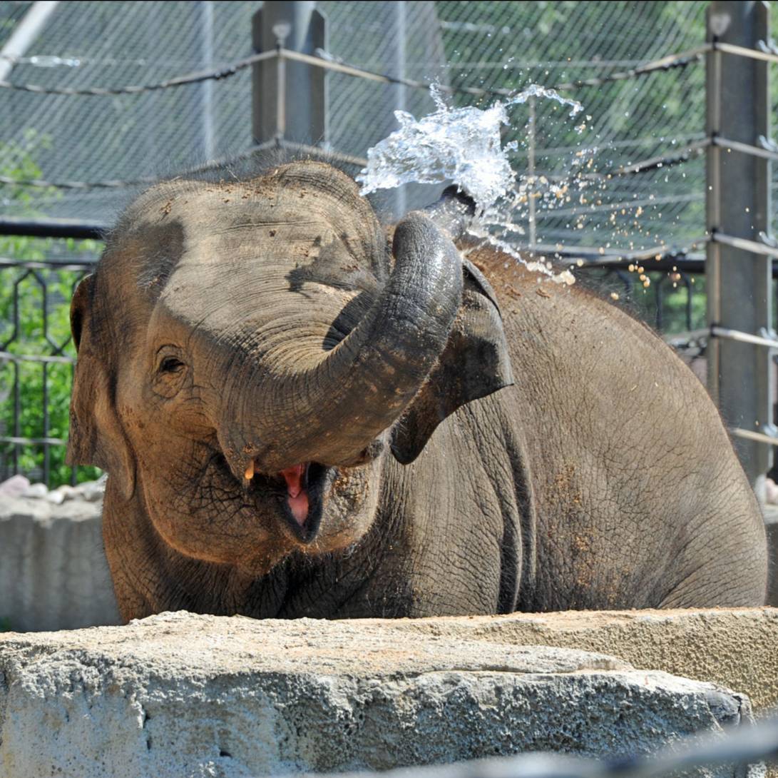 Иконка канала Зоопарки России