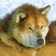 Иконка канала ленивая путешественница
