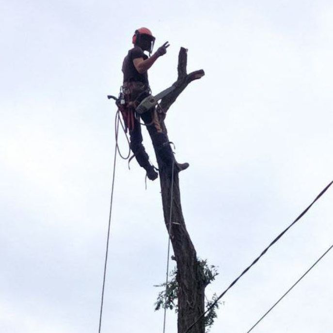 Иконка канала Спил деревьев в Донецке , Макеевки и ДНР