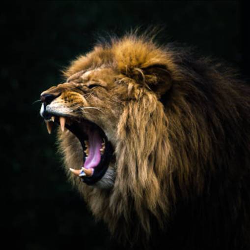 Иконка канала Чванько Лев