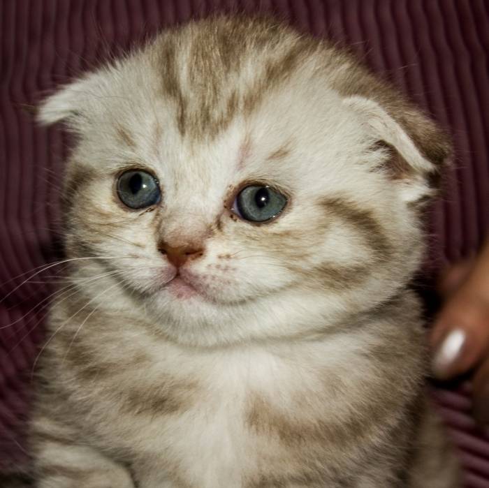 Иконка канала АниМяу