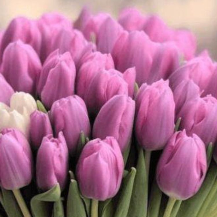 Иконка канала Valentina