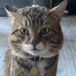 Иконка канала ArtoToys