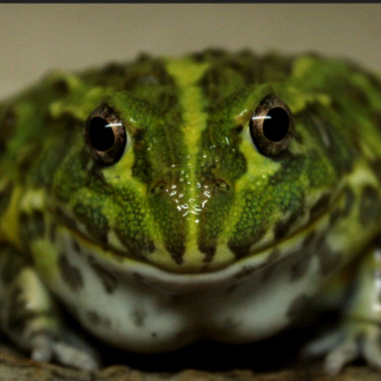 Иконка канала Лягушата