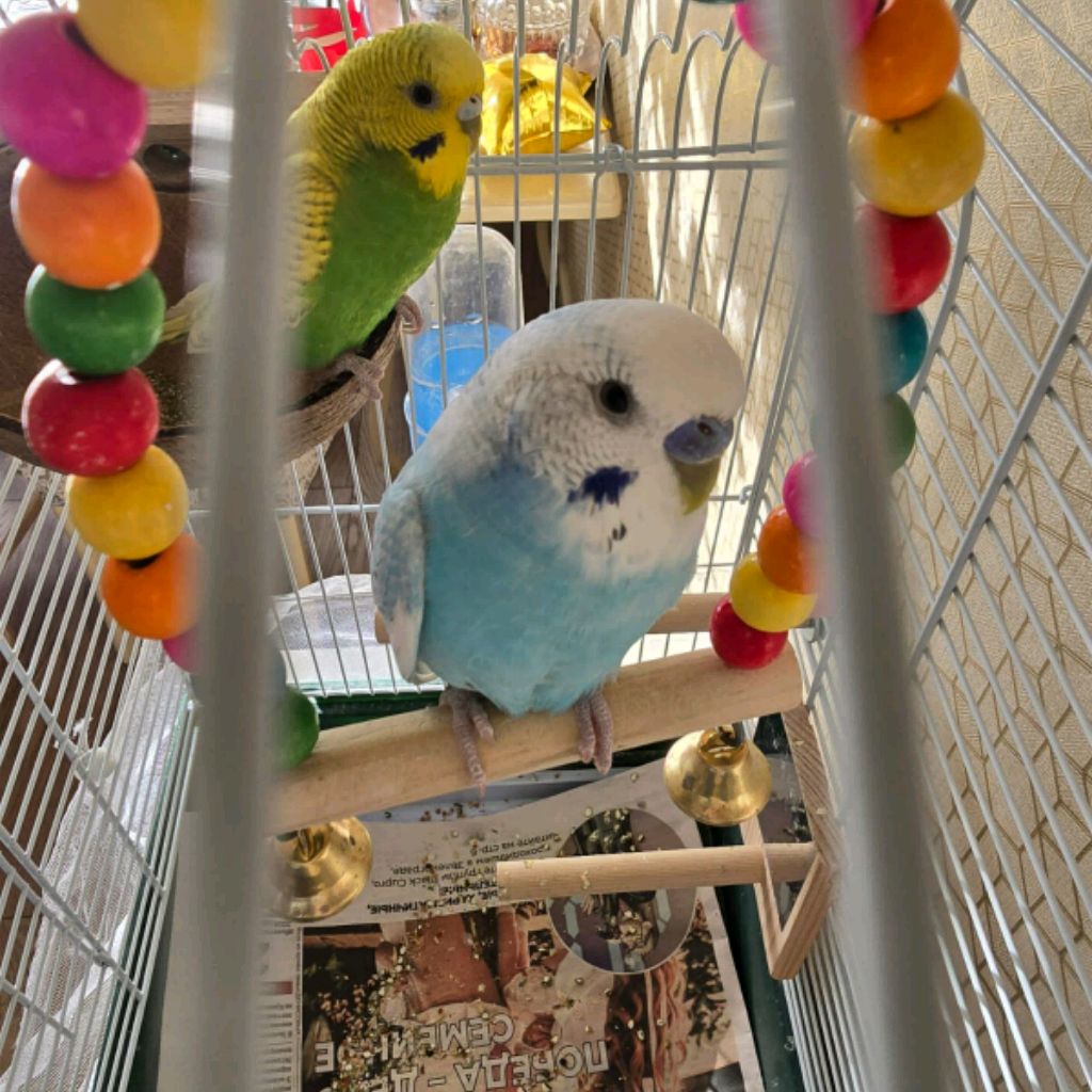 Иконка канала Люся и Буся