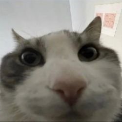 Иконка канала prox rutub