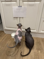 Иконка канала Кошкина Мать