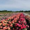 Иконка канала Розы Вдохновения