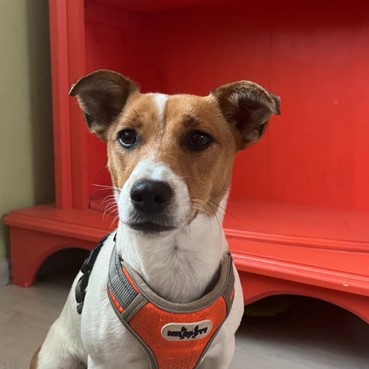 Иконка канала Джек-рассел-терьер Бонни и Клад