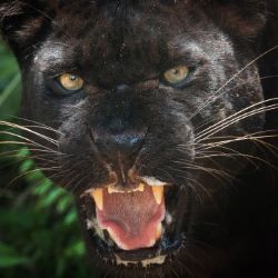 Иконка канала AKM74