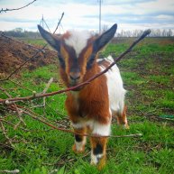 Иконка канала Счастливы В Деревне