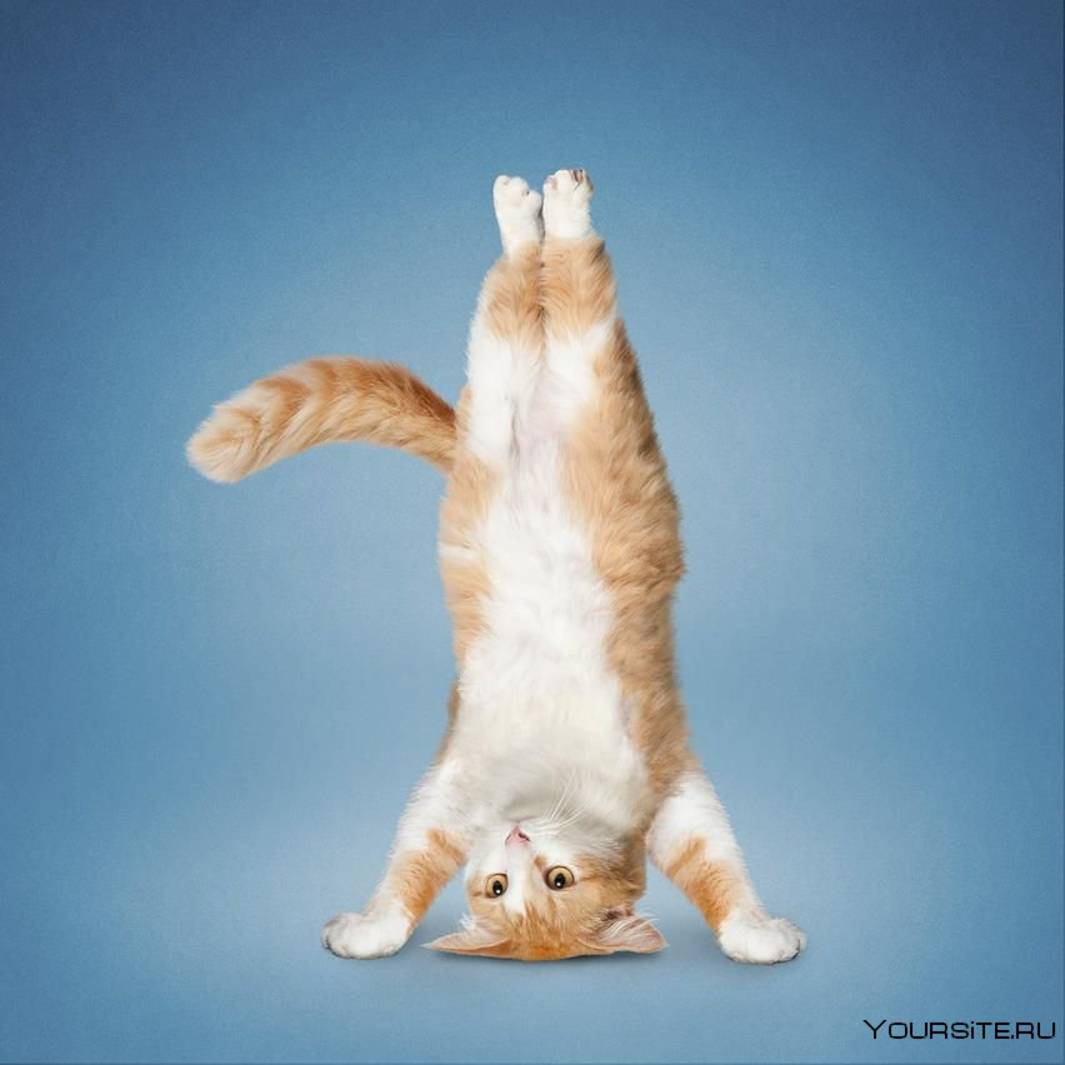 Иконка канала Йога для всех