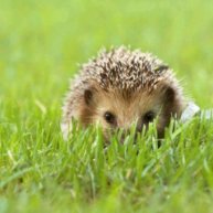 Иконка канала Девчата Рулят