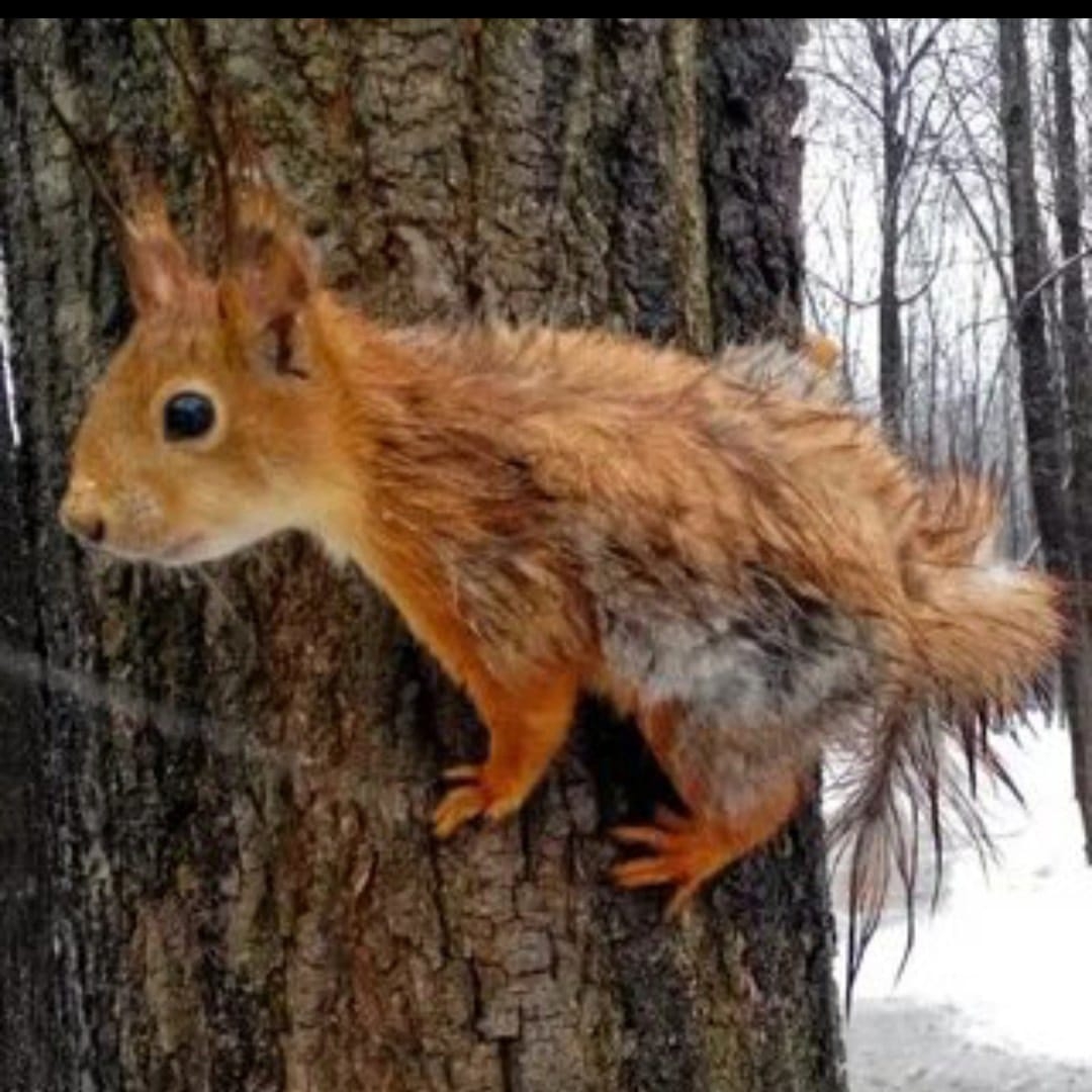 Иконка канала Белка