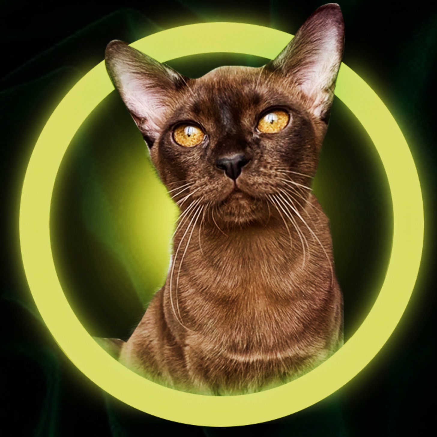 Иконка канала Питомник породы бурма BrownieCat