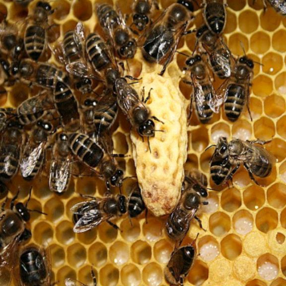 Иконка канала Пчеловодство как хобби