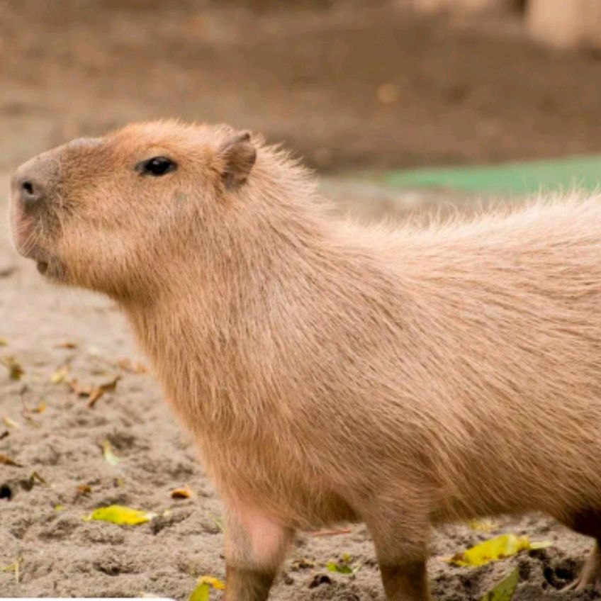 Иконка канала Шимик🫠🍓🎄