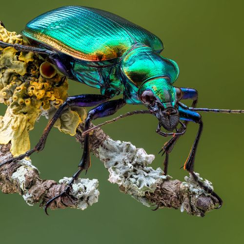 Иконка канала Самые удивительные насекомые / Insecta