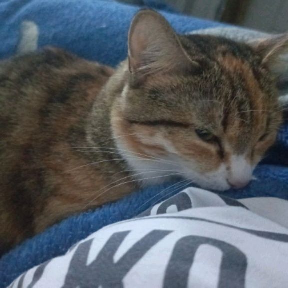 Иконка канала 🐶😺Лучик добра😺🐶