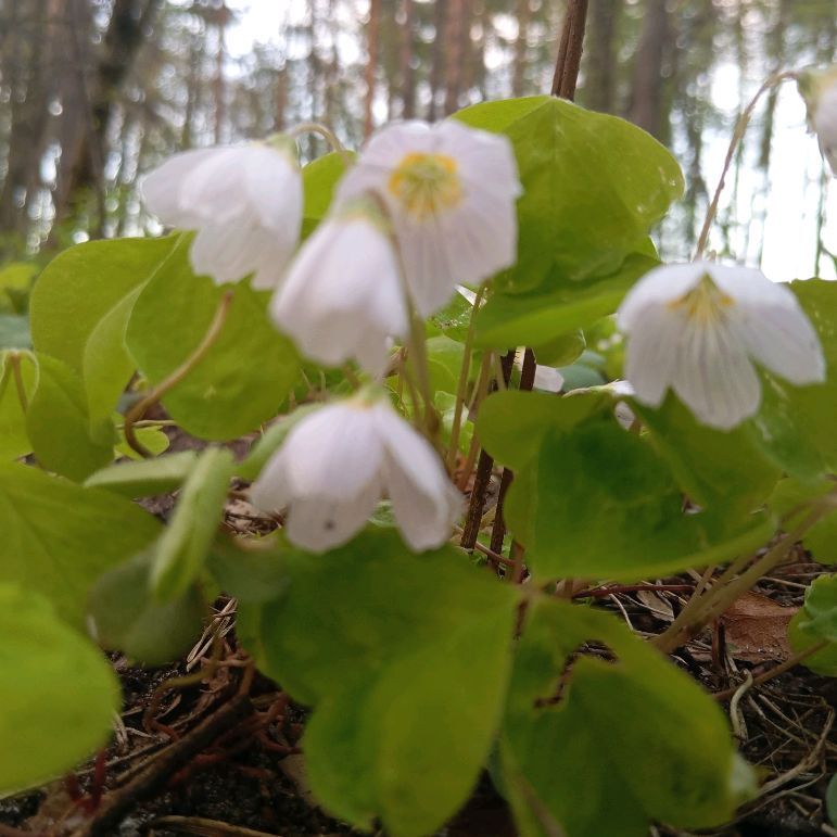 Иконка канала Фейерверк Короткометражных Фильмов "ПЕРВОЦВЕТЫ"