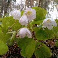 Иконка канала Фейерверк Короткометражных Фильмов "ПЕРВОЦВЕТЫ"