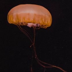 Иконка канала Obzor_veka