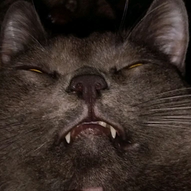 Иконка канала Бородатый крокодил