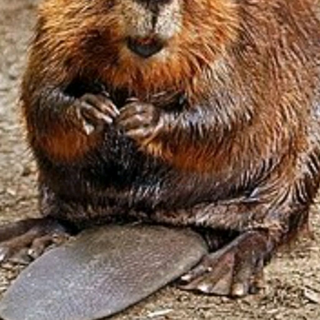 Иконка канала Bobr Bobrovich ROBLOX   RUS