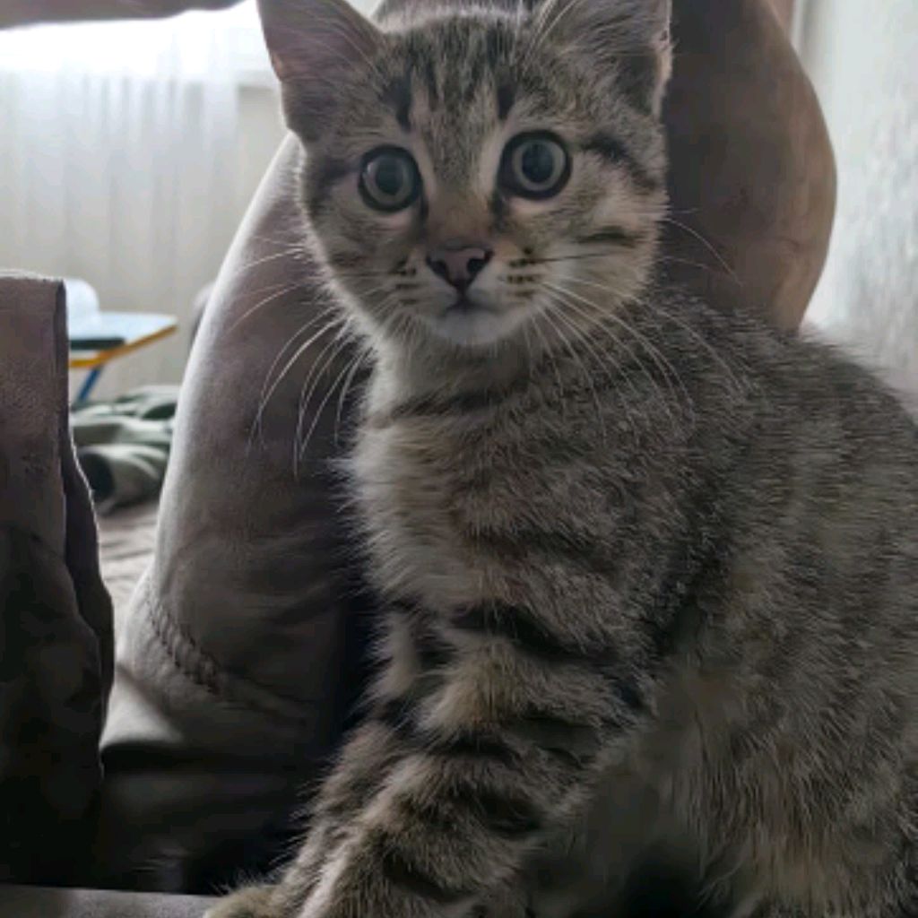 Иконка канала mucho