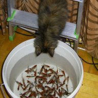 Иконка канала Обозрение и хобби.