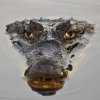 Иконка канала NP