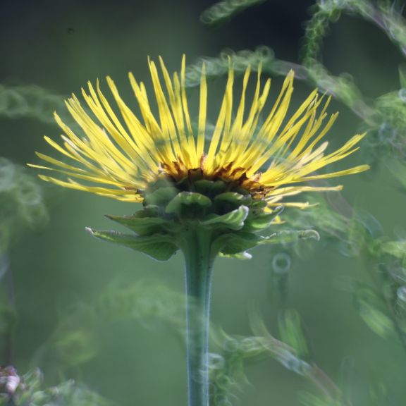 Иконка канала ПРИРОДА