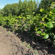 Иконка канала Кораблинские Фундуки