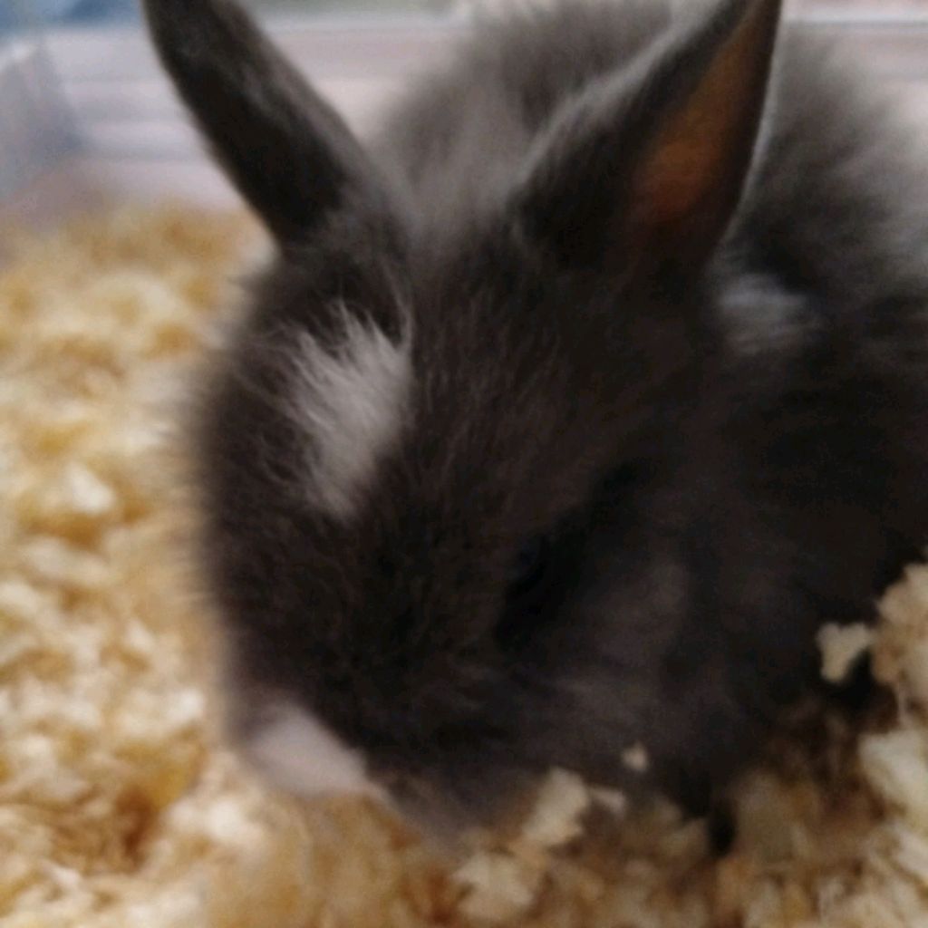 Иконка канала Игровой контент с кроликом.